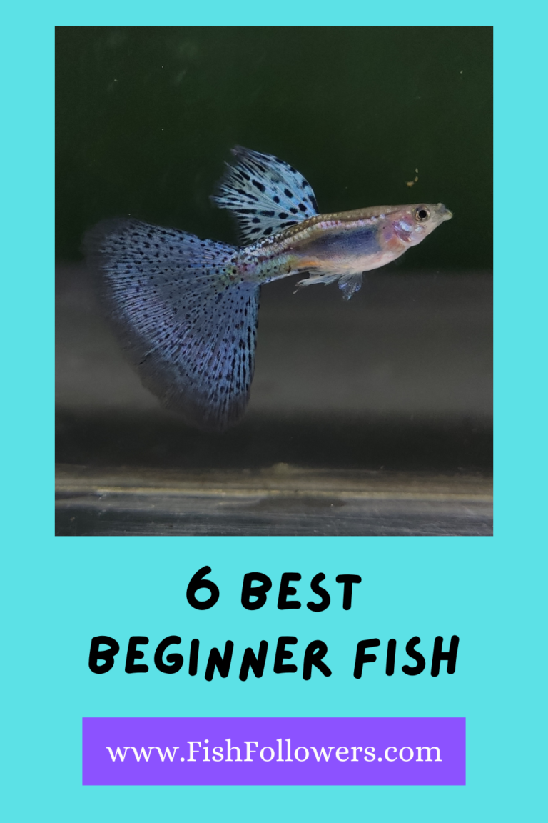 Best Beginner Fish- 6 Best For Your New Tank - Fish Followers