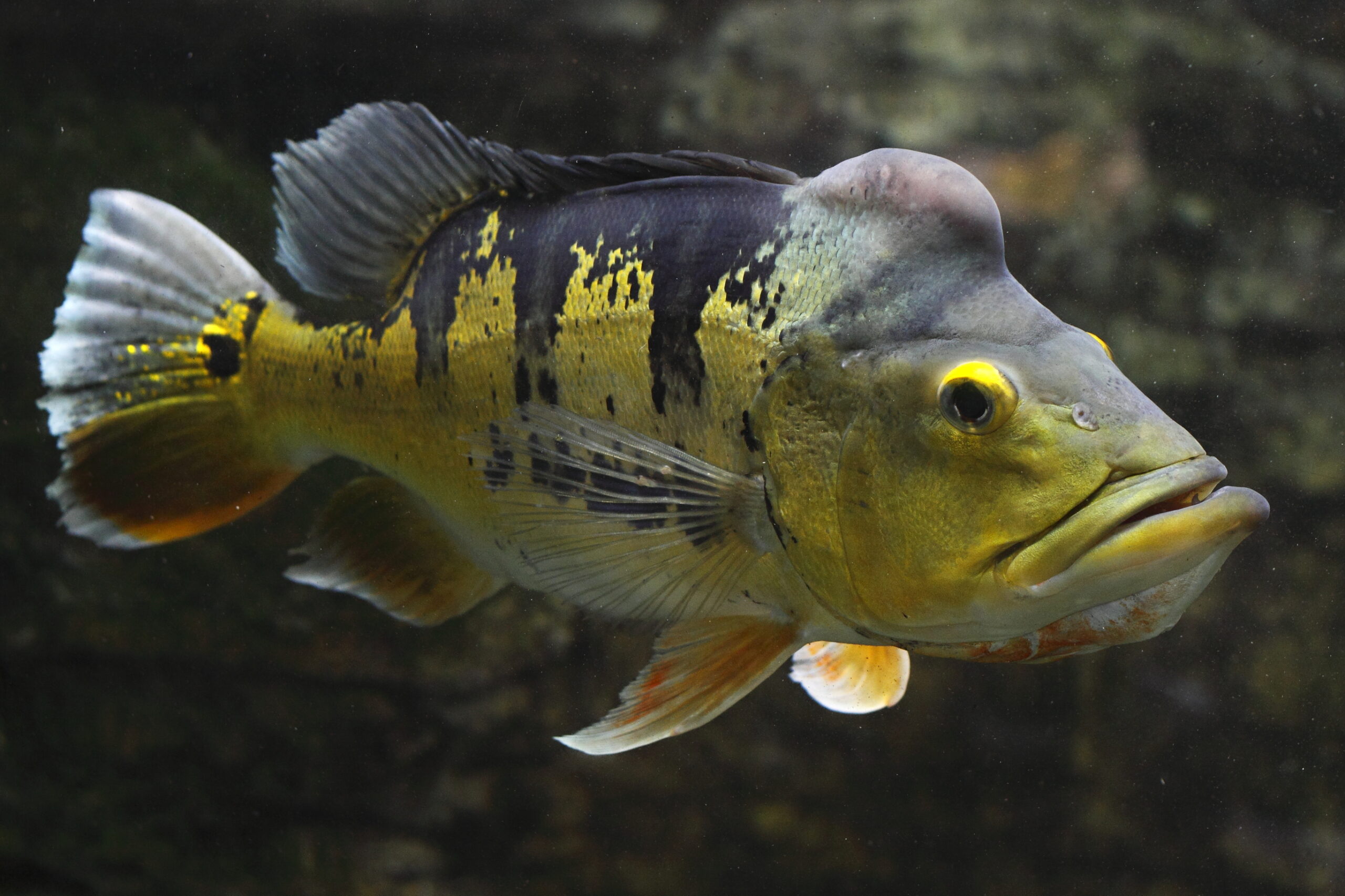 Top 5 Large Fish for Fish Tanks (Freshwater) - Fish Followers