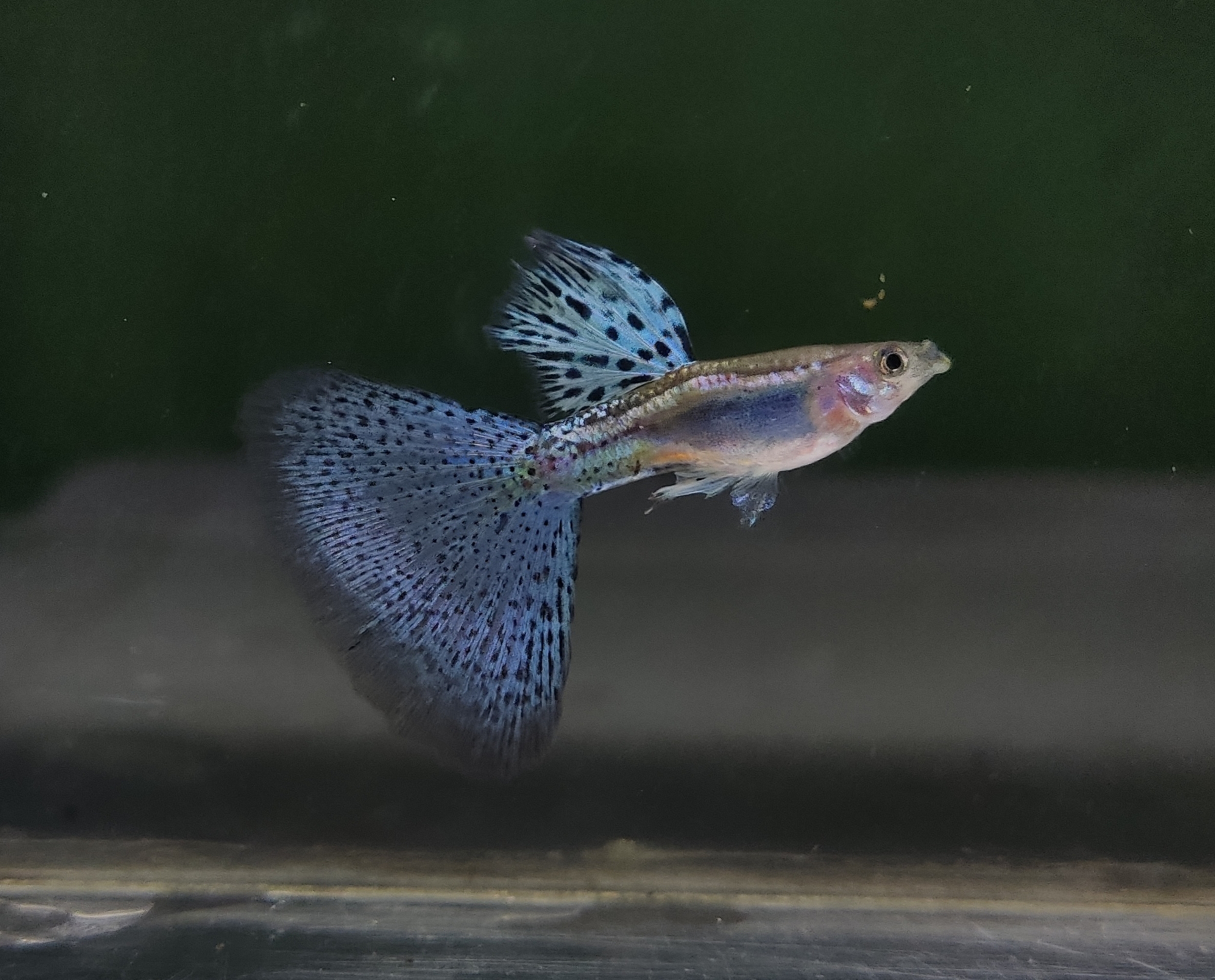 Best Beginner Fish- 6 Best For Your New Tank - Fish Followers