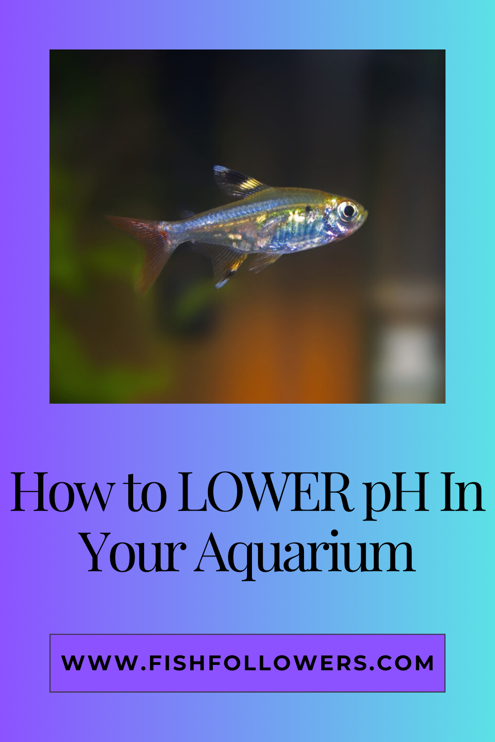 How To Lower pH In an Aquarium - Fish Followers
