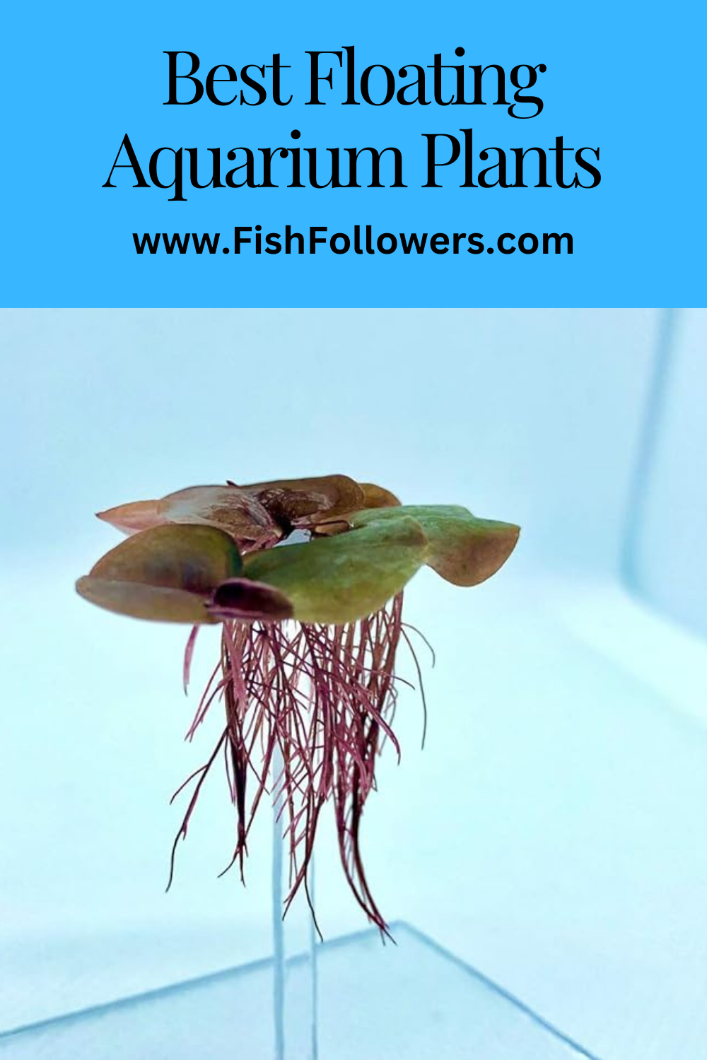 The Best Floating Aquarium Plants - Fish Followers